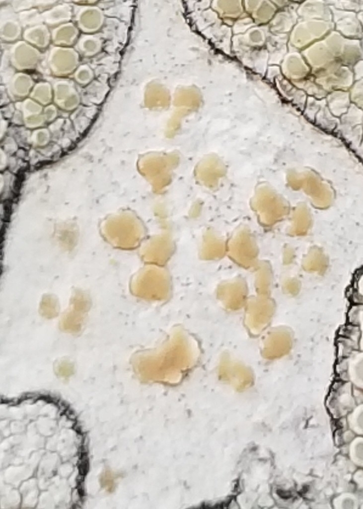 Arthonia antillarum (Lichen of the Chagos Archipelago) · iNaturalist