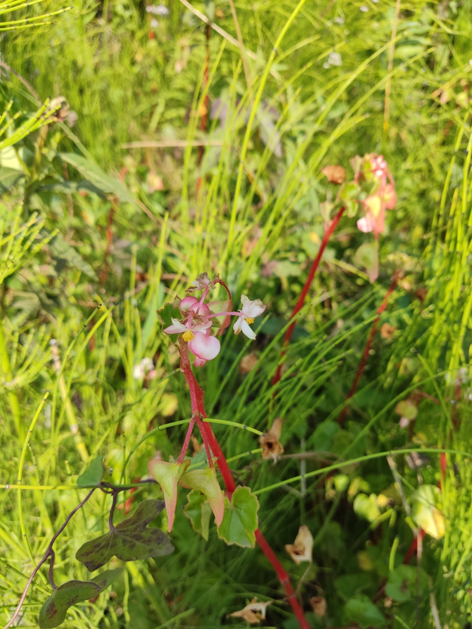 Begonia fischeri Schrank