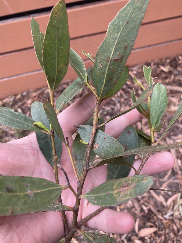 spider gum from Ramada Resort by Wyndham Phillip Island, Cowes, VIC, AU ...