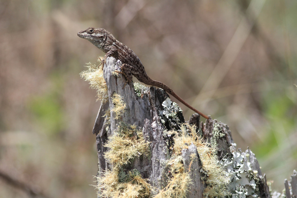 Black-throated Stout Anole in March 2022 by Marshall Iliff · iNaturalist