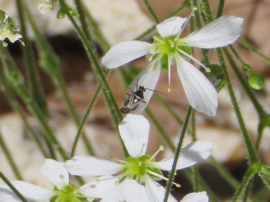 Red-spotted Aster Mirid from Lexington County, SC, USA on April 18 ...