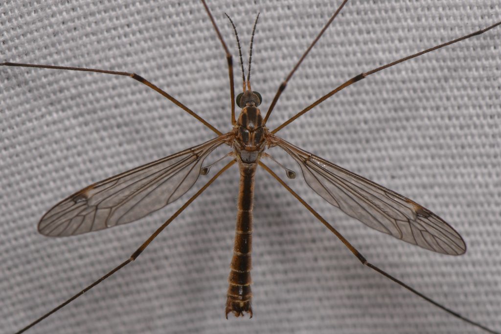 Tipula from San Diego County, CA, USA on March 30, 2022 at 09:16 PM by ...