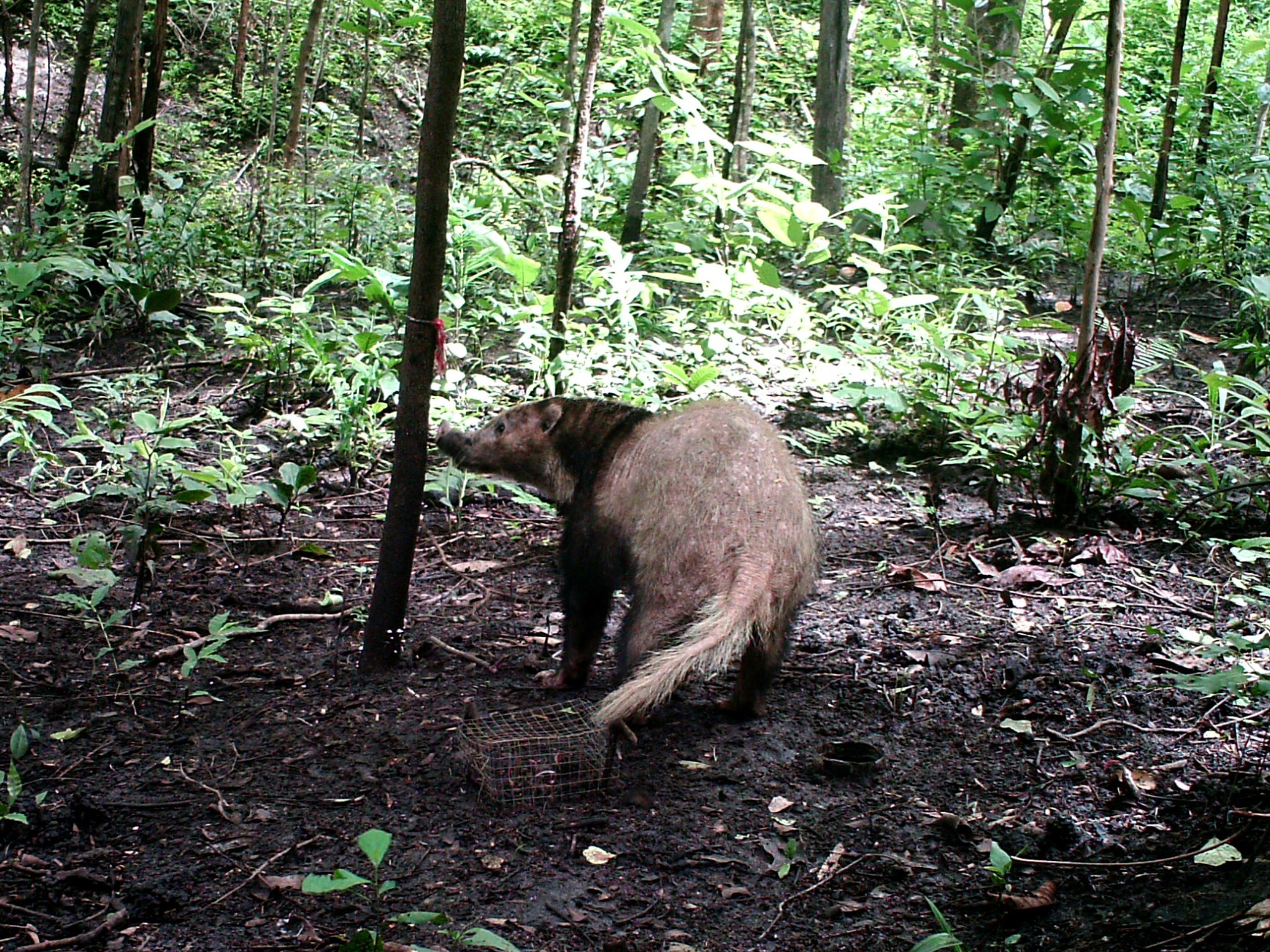 Arctonyx collaris F.G.Cuvier, 1825