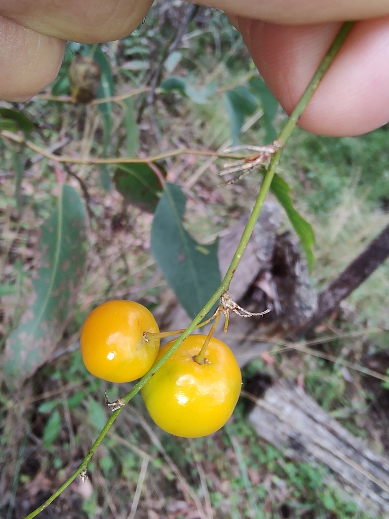 Wombat Berry from Kaputar NSW 2390, Australia on April 1, 2022 at 02:47 ...