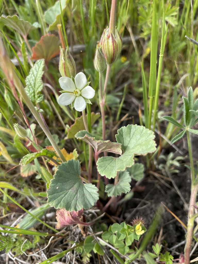 round-leaved filaree from Hollister, CA, US on March 31, 2022 at 10:50 ...