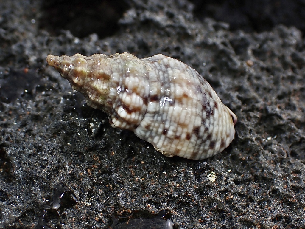 Ribbed Buccinum Whelk (Marine invertebrates of Randwick costal area ...