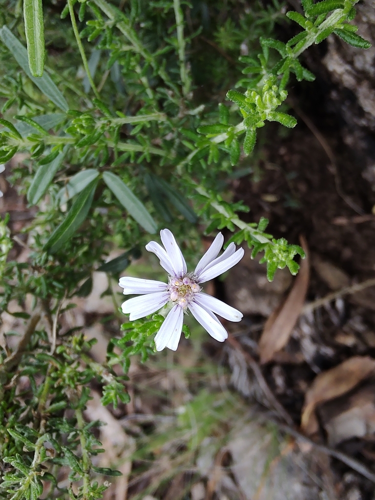 Olearia ramosissima from Kaputar NSW 2390, Australia on April 1, 2022 ...
