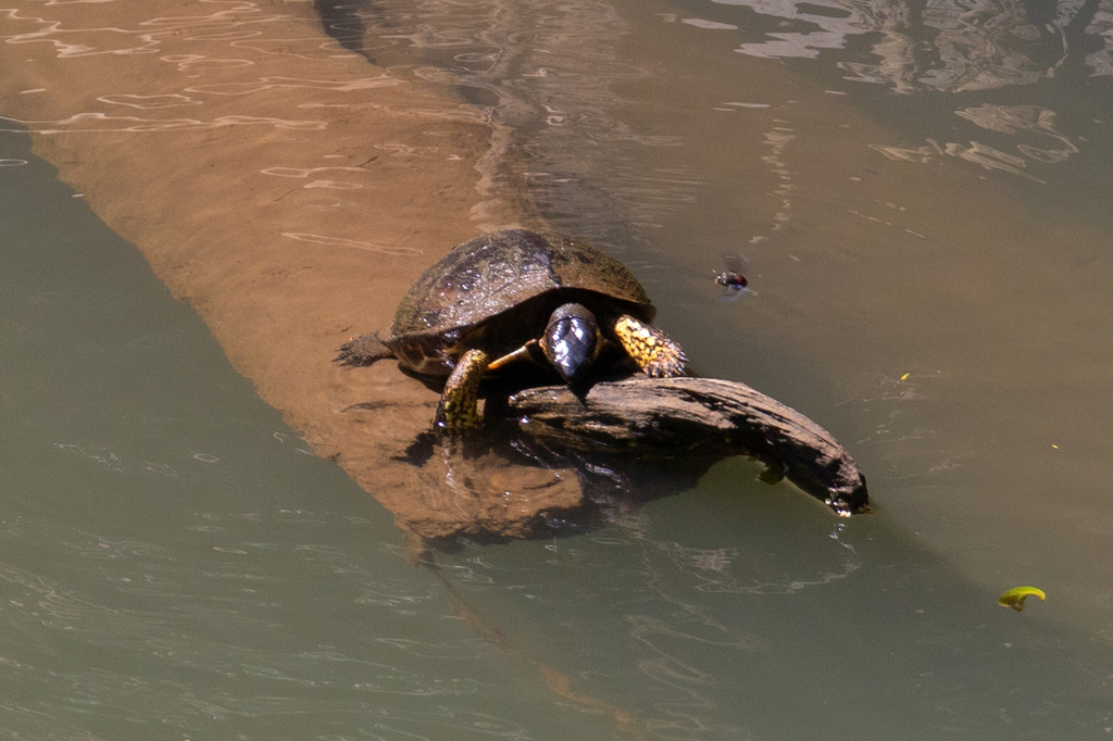 Black River Turtle in February 2022 by John D Reynolds. La Selva ...
