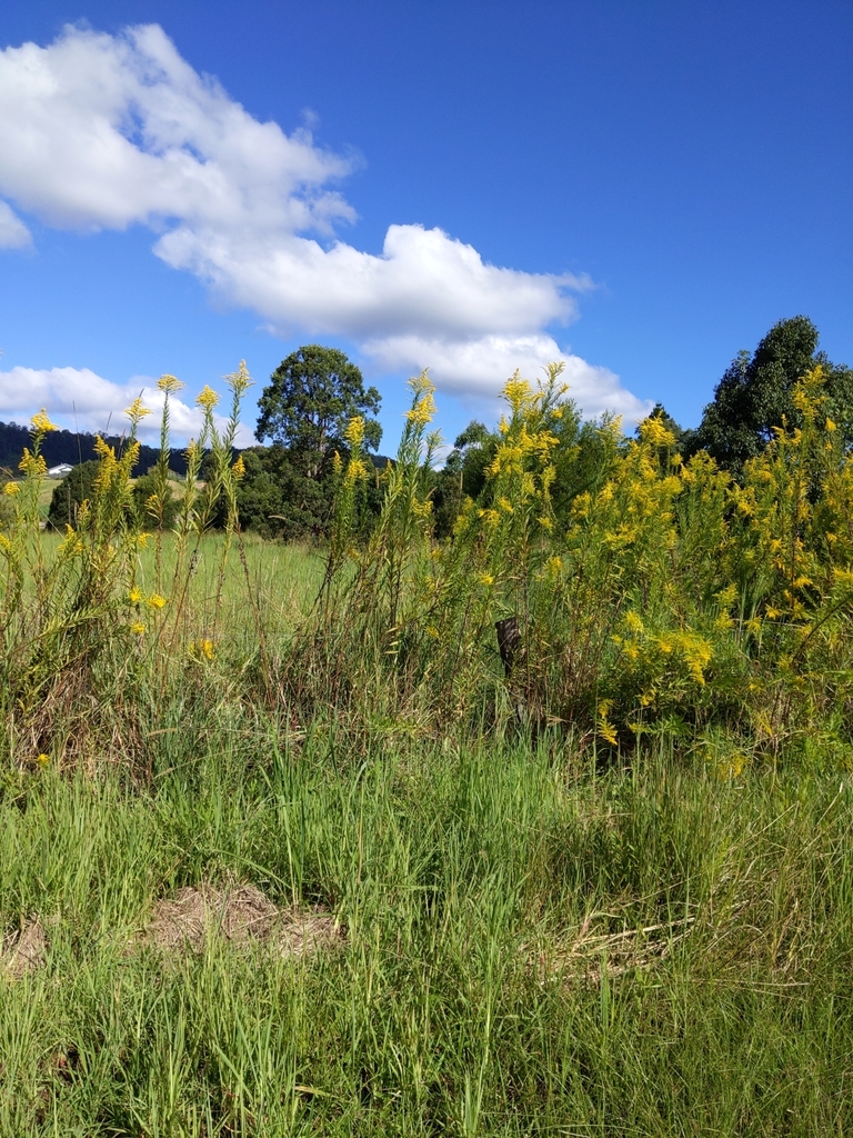 tall goldenrod from Nimbin NSW 2480, Australia on April 1, 2022 at 03: ...