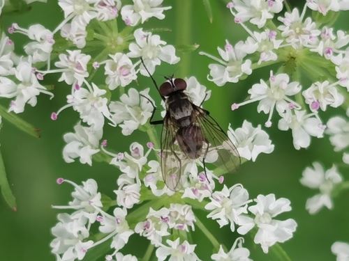 Limnophora fallax · NaturaLista Colombia