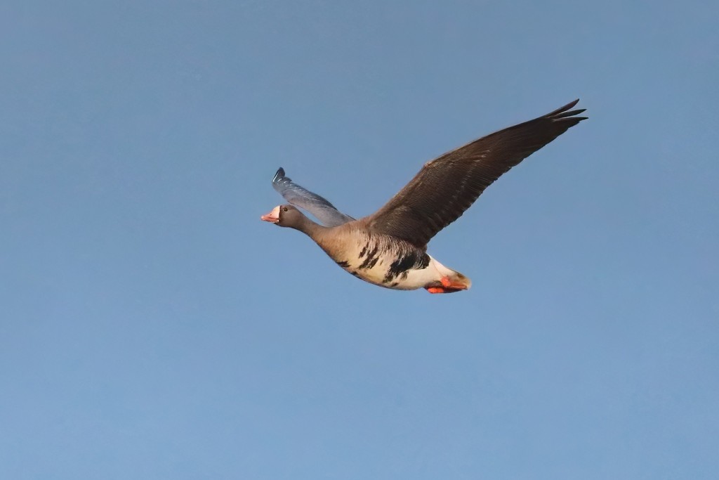 Greater White-fronted Goose from Crook County, OR, USA on March 30 ...