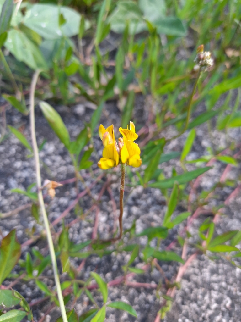 Listia bainesii from Landsborough Maleny Rd at Ocean View Van Pk HnR ...