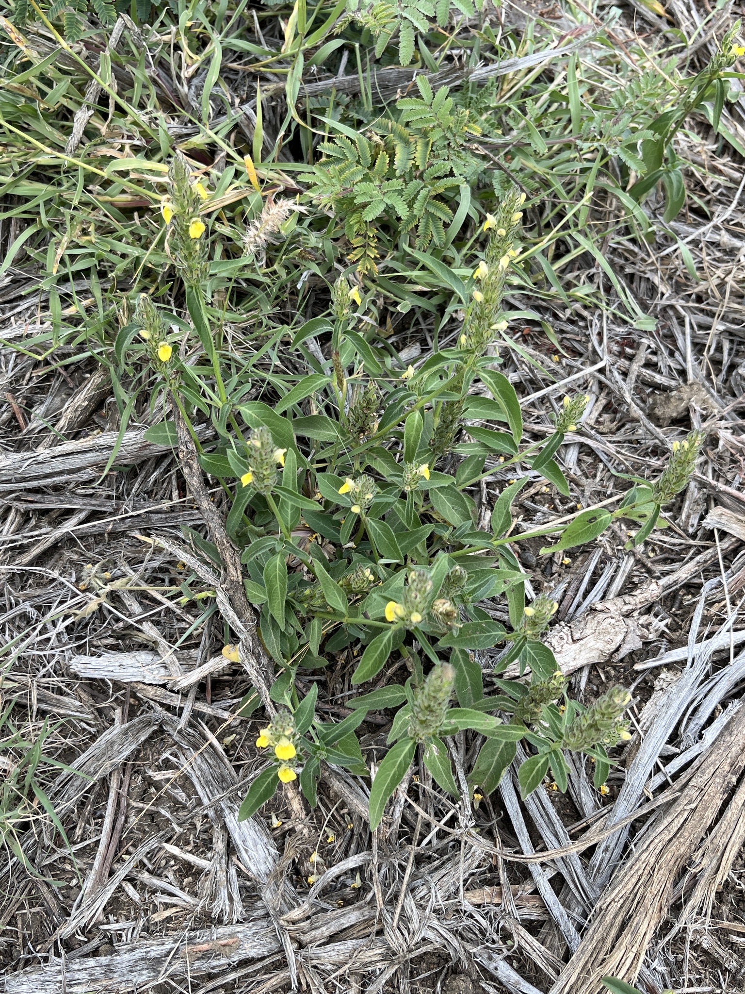 Justicia flava (Forssk.) Vahl