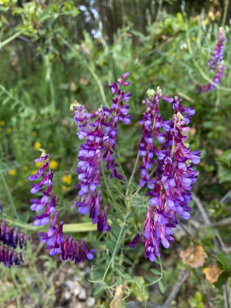 hairy vetch from Claremont Ave, Oakland, CA, US on March 31, 2022 at 06 ...