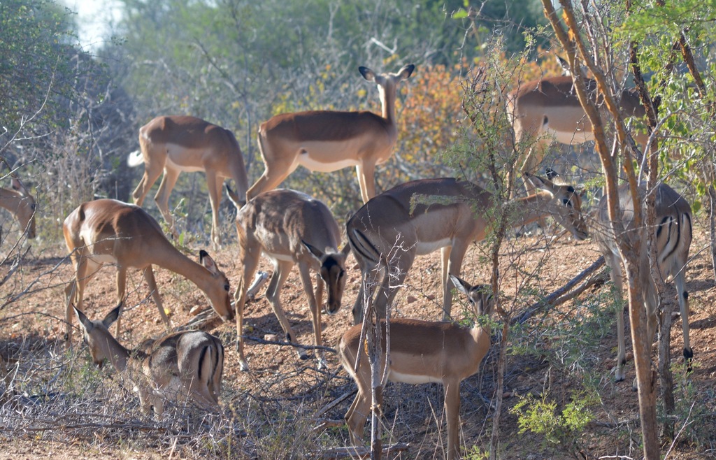 Common Impala from Ehlanzeni, South Africa on May 22, 2016 at 08:38 AM ...