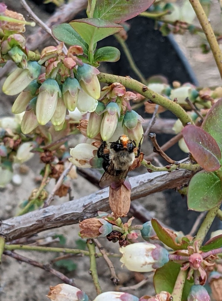 Blueberry Digger Bee in March 2022 by wayne_nc. ecoEXPLORE Username ...