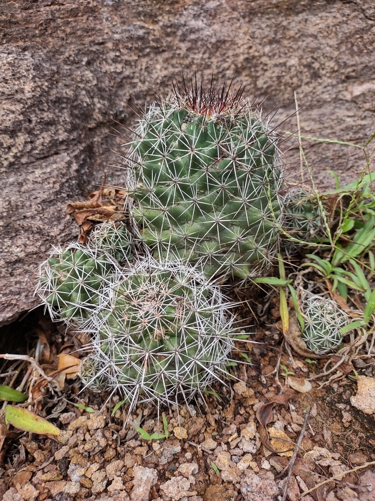 Coryphantha clavata from 37918 Gto., Mexico on October 2, 2021 at 04:17 ...
