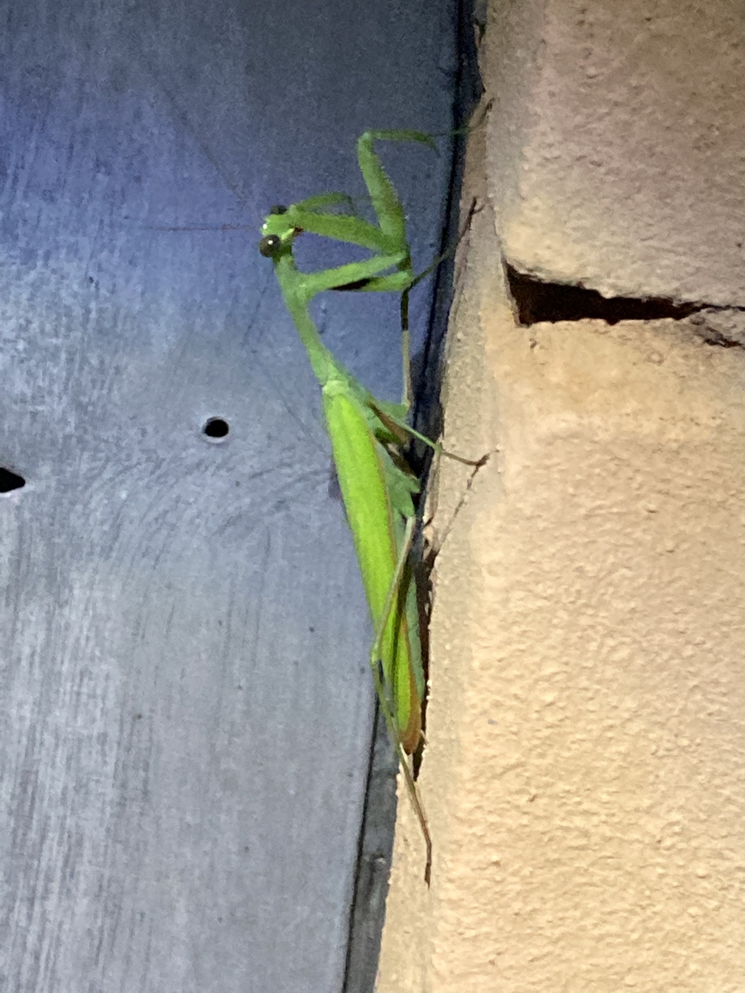 Paramantis sacra Thunberg, 1815