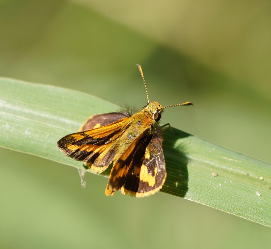 Yellow-banded Dart from Wangaratta VIC 3677, Australia on March 30 ...