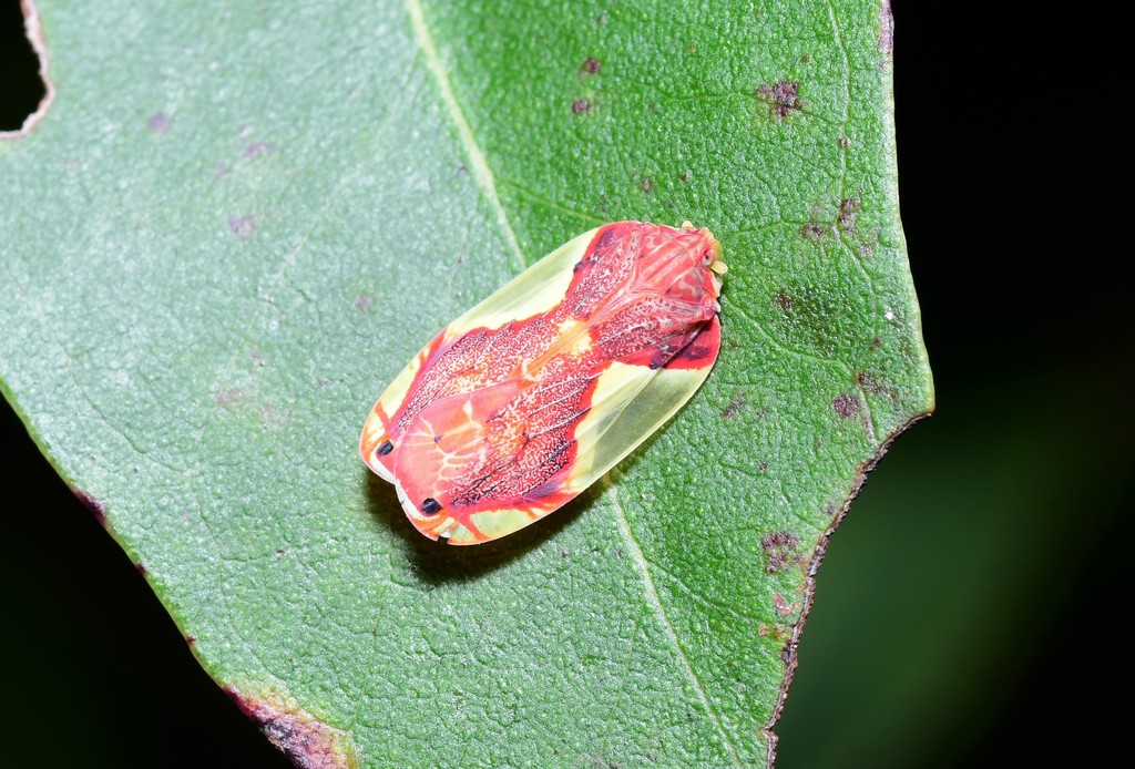 Aneipo ceres from Landsborough QLD 4550, Australia on April 01, 2022 at ...