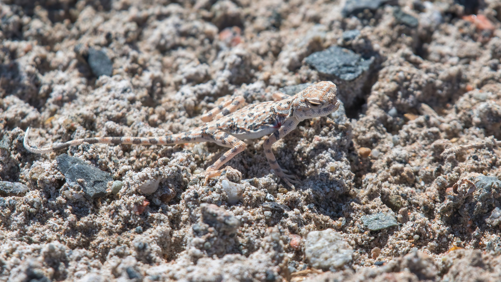 Tuvan Toad-headed Agama from 中国甘肃省酒泉市敦煌市 on September 06, 2021 at 12:28 ...