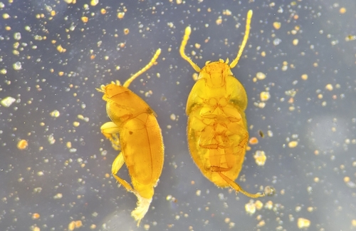 Leptinus orientamericanus · iNaturalist