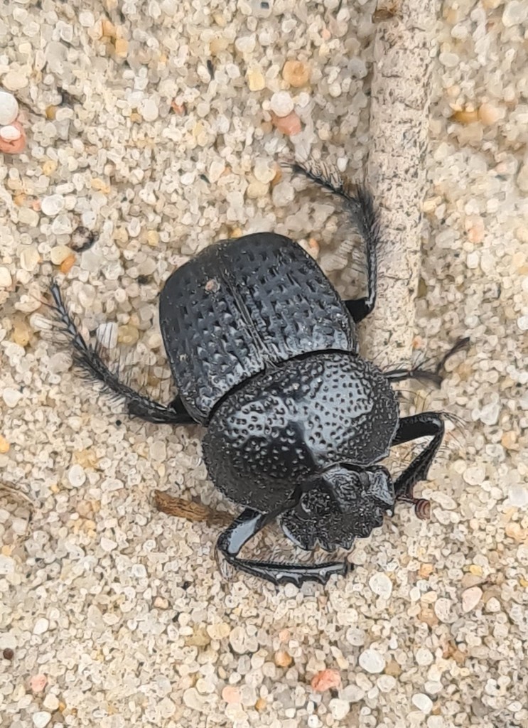 Scarabaeus intricatus (Dung Beetles of Cape Town) · iNaturalist