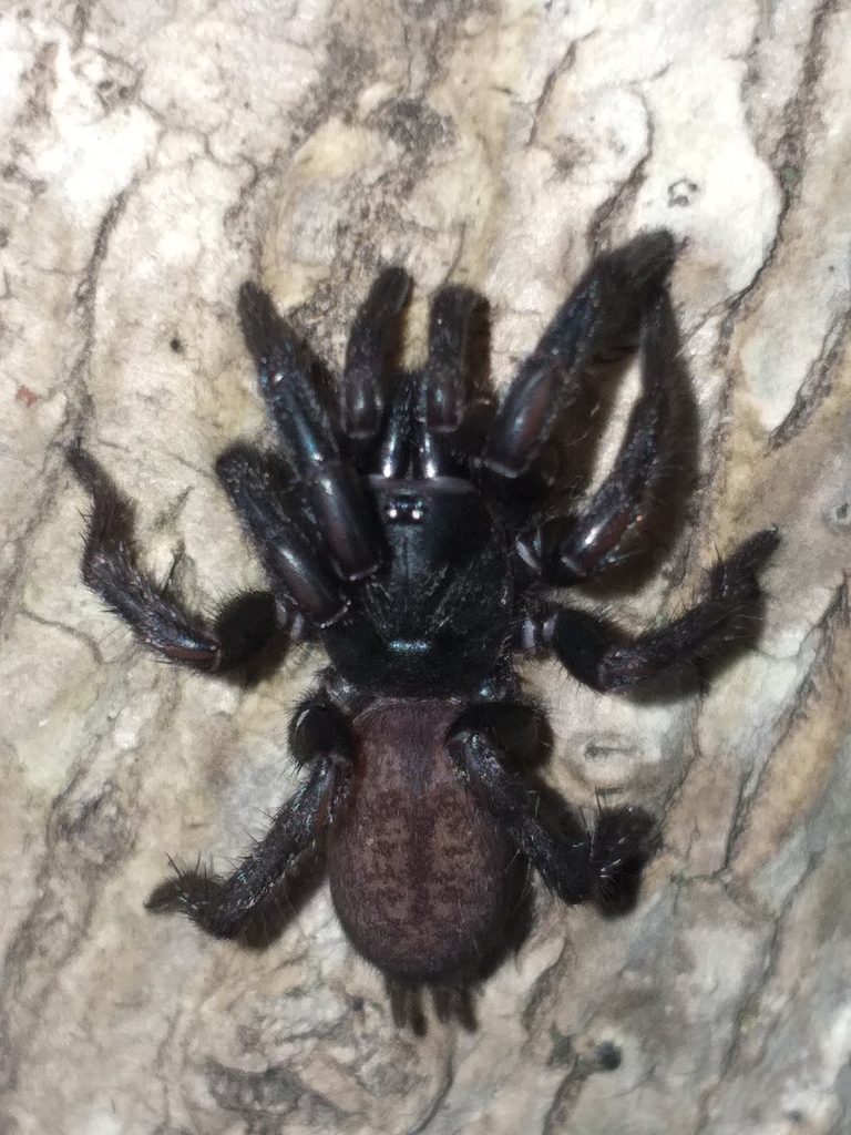 Afrasian Wishbone Spiders from Mossel Bay Local Municipality, South ...