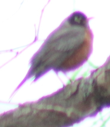 American Robin from Baltimore County, MD, USA on March 27, 2022 at 12: ...