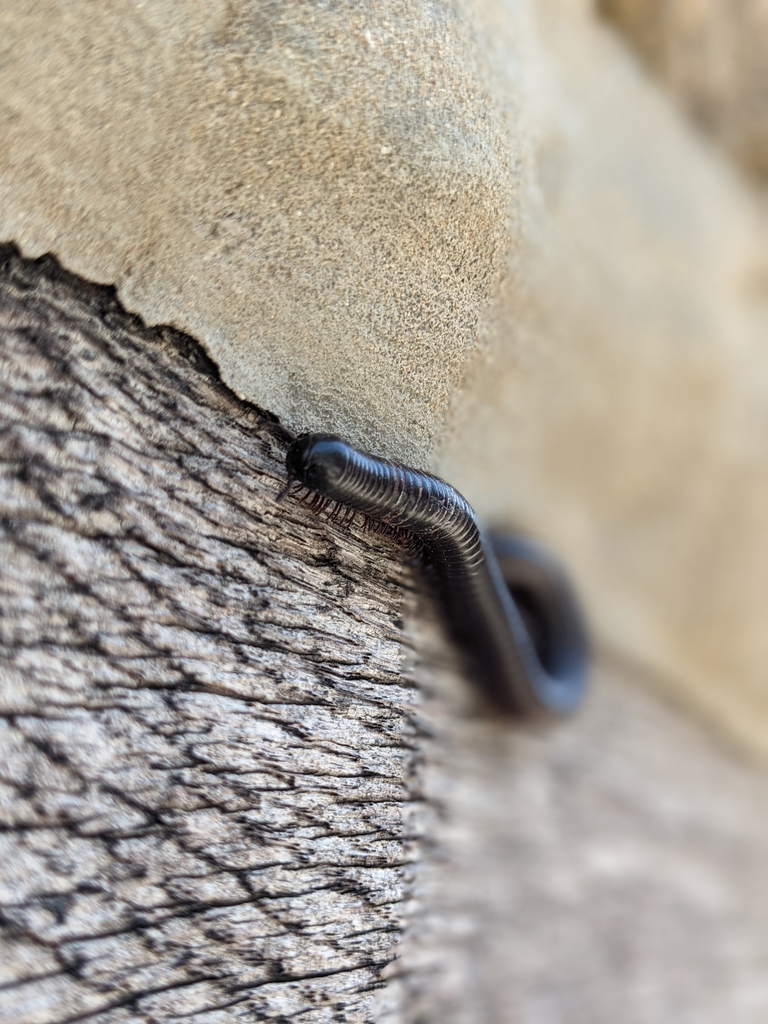 Round-backed Millipedes from Megido, Israel on April 01, 2022 at 12:49 ...