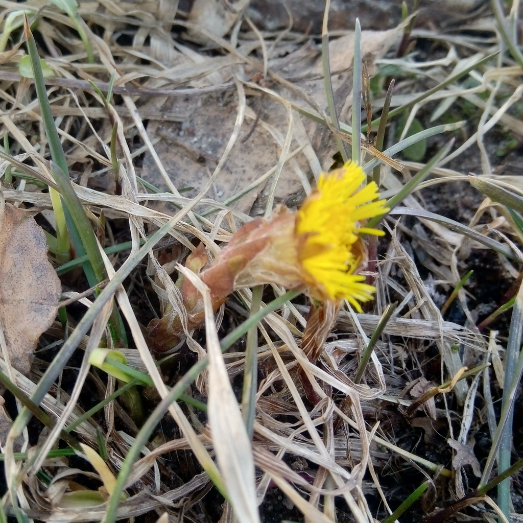 colt's-foot from Velikiy Novgorod, RU-NG, RU on April 01, 2022 at 04:30 ...