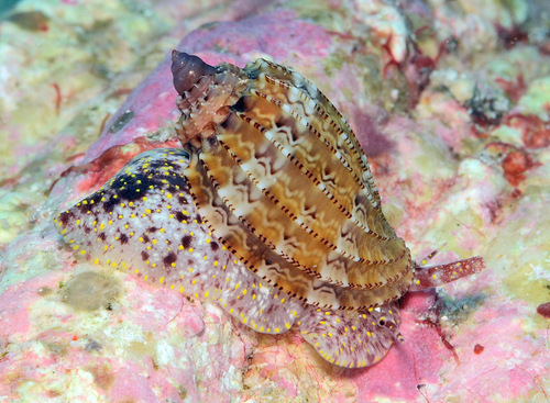 minor harp (Harpa amouretta) · iNaturalist United Kingdom