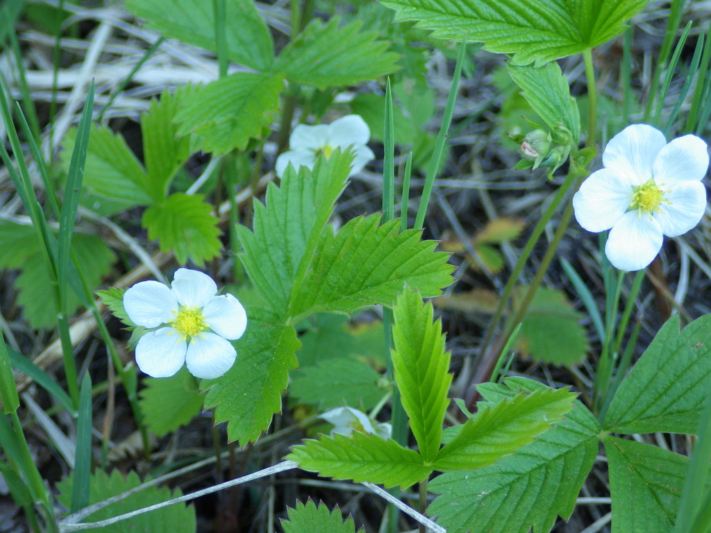 woodland strawberry from Washington, United States on May 07, 2015 at ...