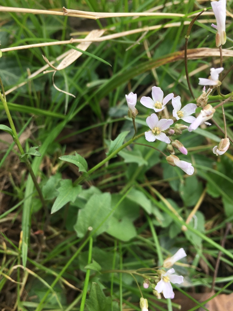 Purple Cress from American Way, Kingsport, TN, US on March 31, 2022 at ...