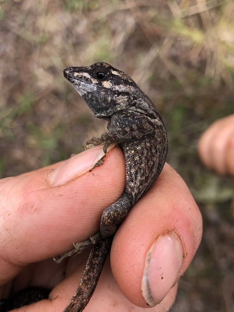 Black-throated Stout Anole in March 2022 by Marshall Iliff · iNaturalist