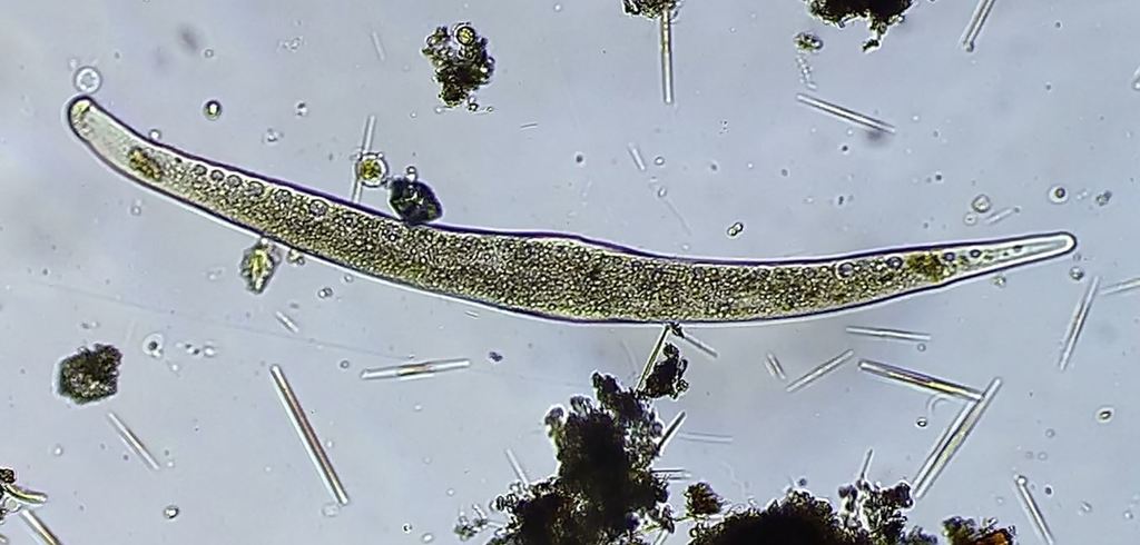 Homalozoon vermiculare from Chester County, PA, USA on March 23, 2022 ...