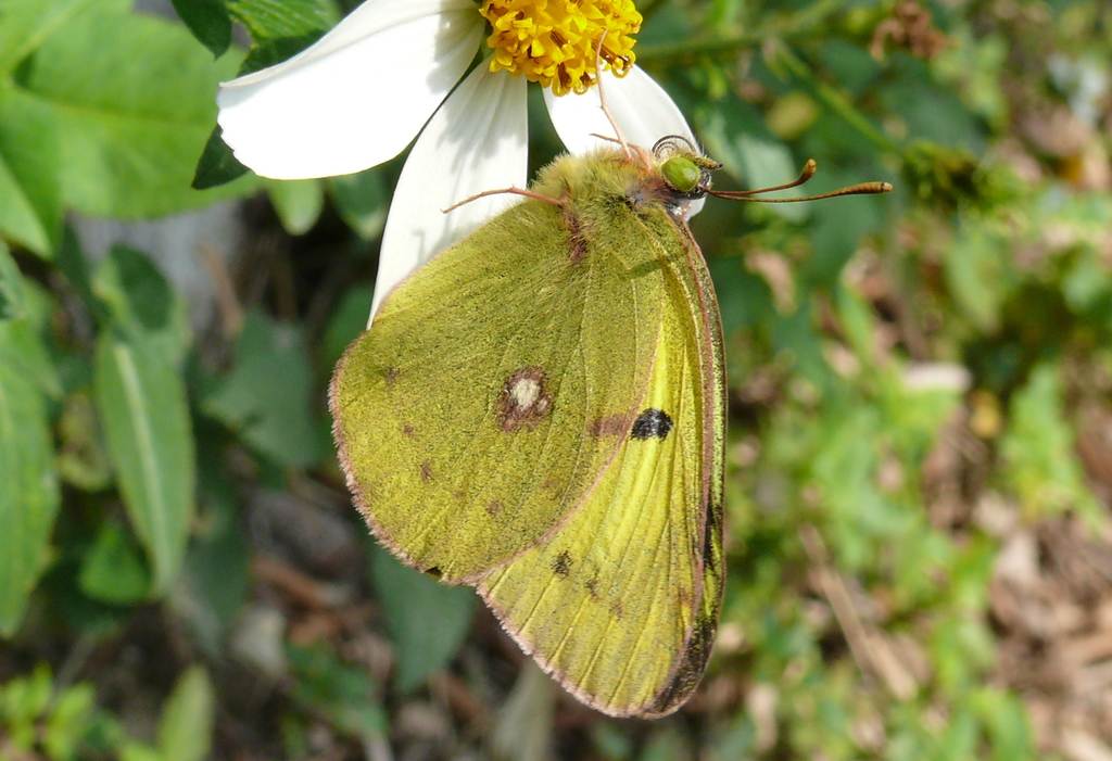 Colias poliographus from Tin Shui Wai, Hong Kong on February 28, 2008 ...
