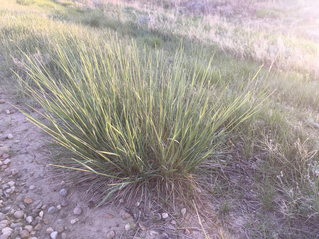 Russian Wildrye (Psathyrostachys juncea) - Botanical Realm