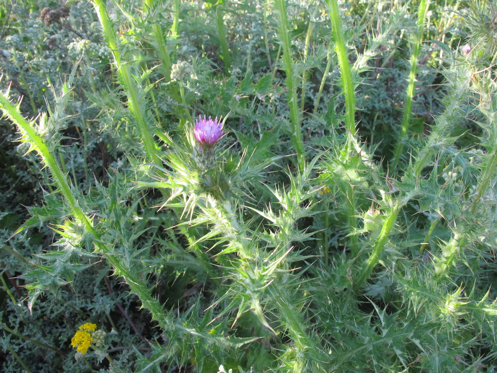 Cardo italiano (Guía de malezas invasoras de Cambria (Invasive Weeds of ...