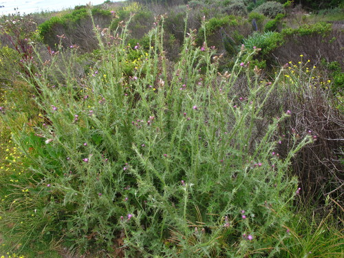 Cardo italiano (Guía de malezas invasoras de Cambria (Invasive Weeds of ...