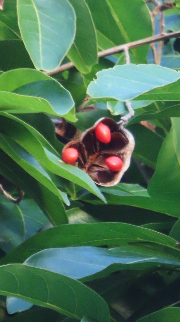 Huayruro soltero (Especies forestales de la amazonía peruana) · iNaturalist