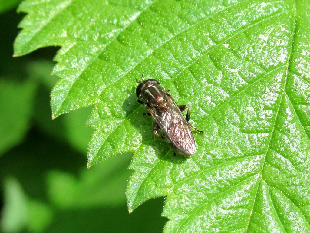 Eumerus from Жодино, Беларусь on June 1, 2021 at 03:41 PM by halinaa ...