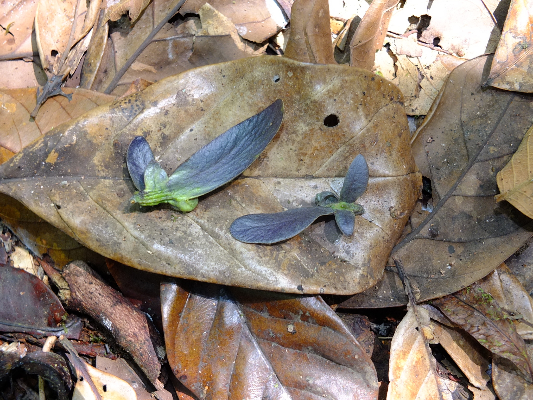 Erisma uncinatum Warm.