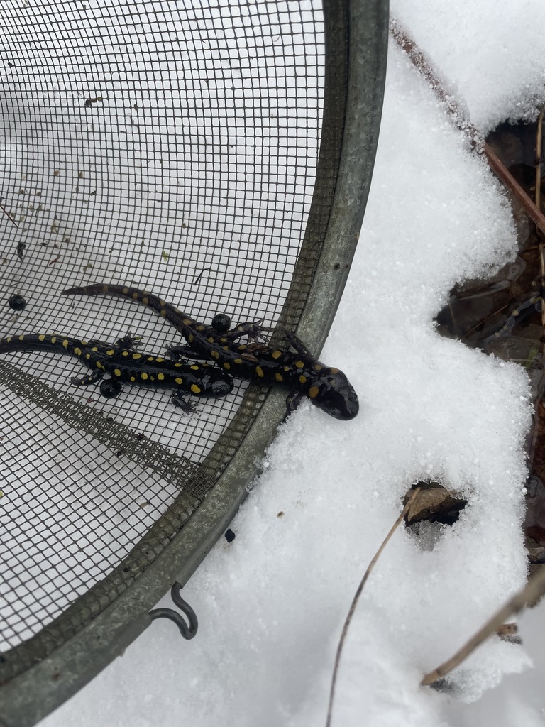 Spotted Salamander from Washington County, WI, USA on March 31, 2022 at ...