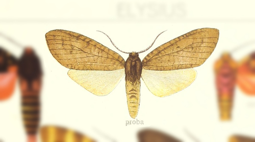 Elysius proba · iNaturalist