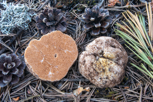 Section Gautieria · iNaturalist