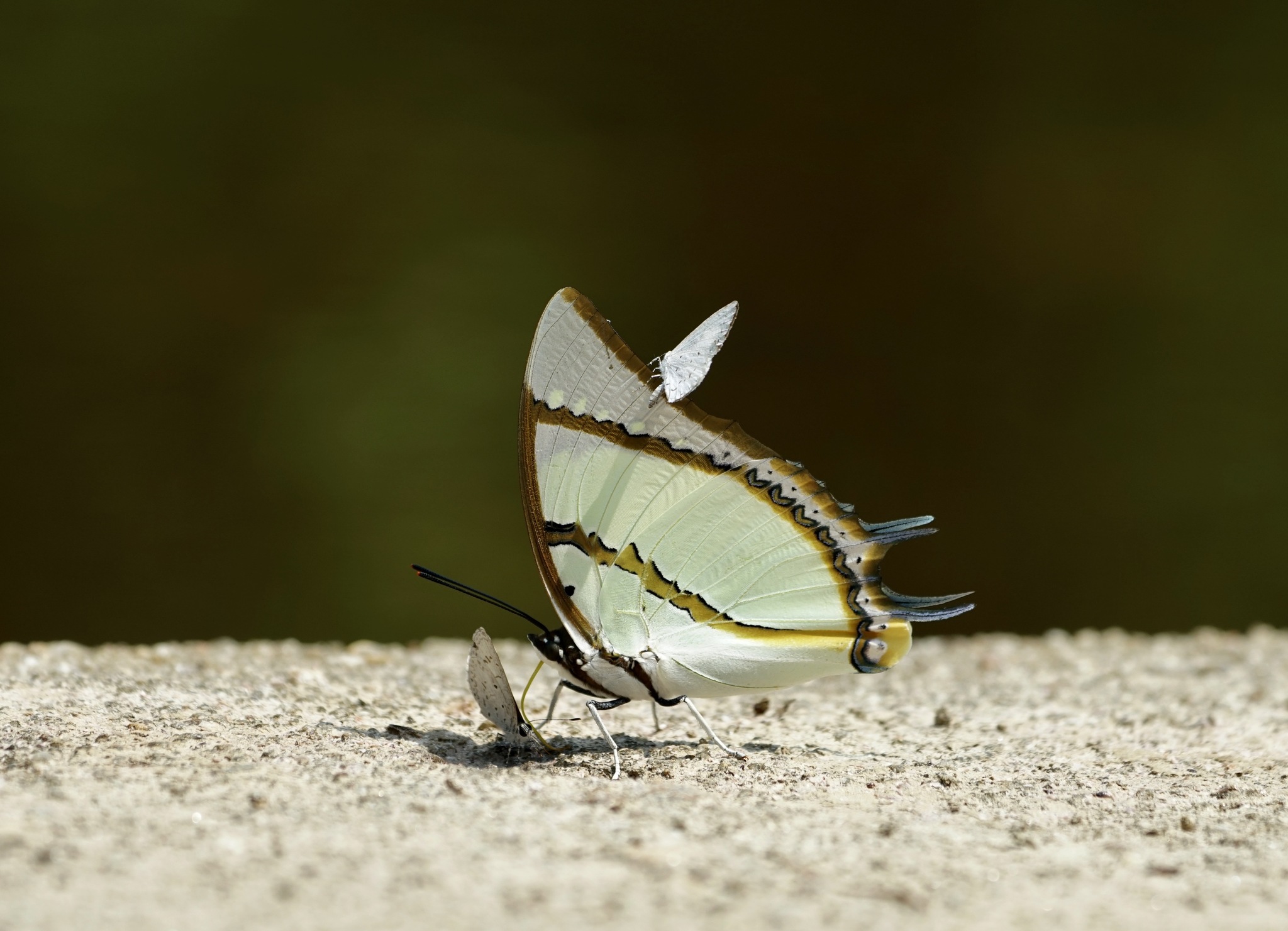 Polyura dolon (Westwood, 1848)