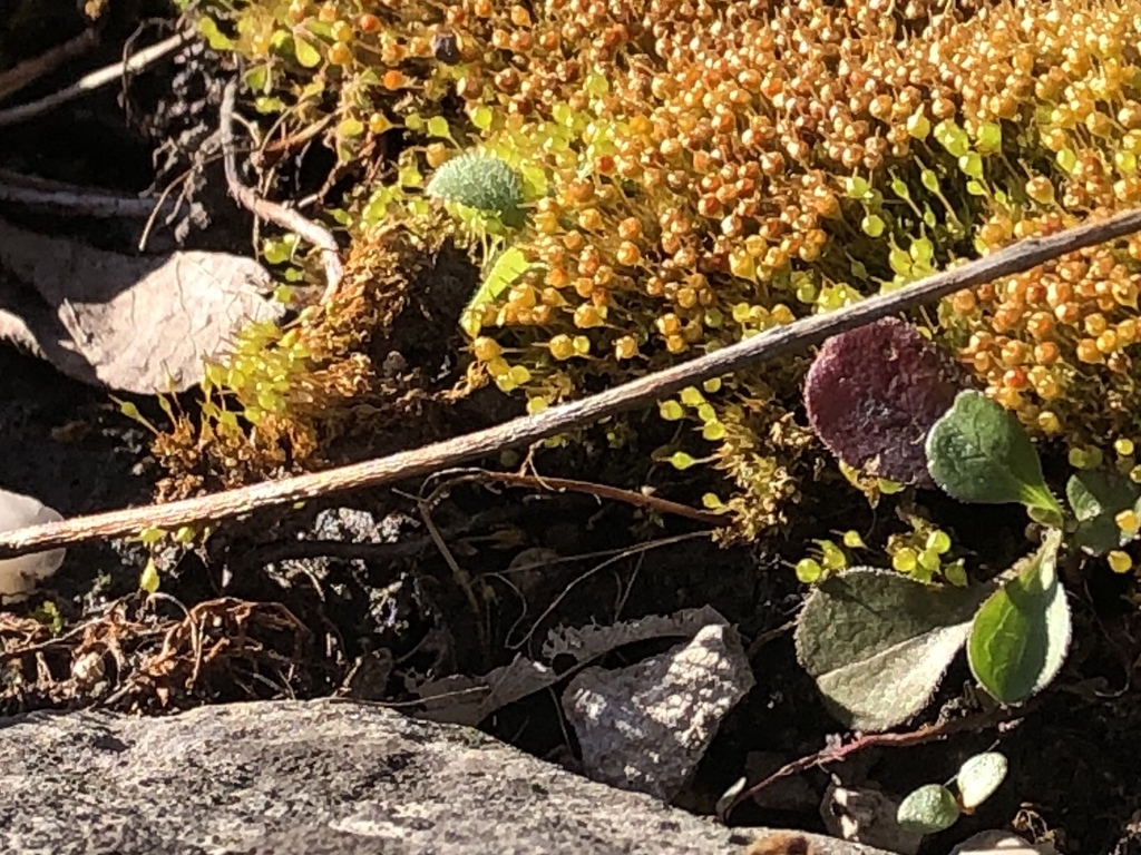 common bladder moss from Renoir Dr, Dardenne Prairie, MO, US on March ...