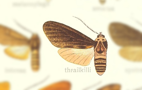 (Elysius thrailkilli)