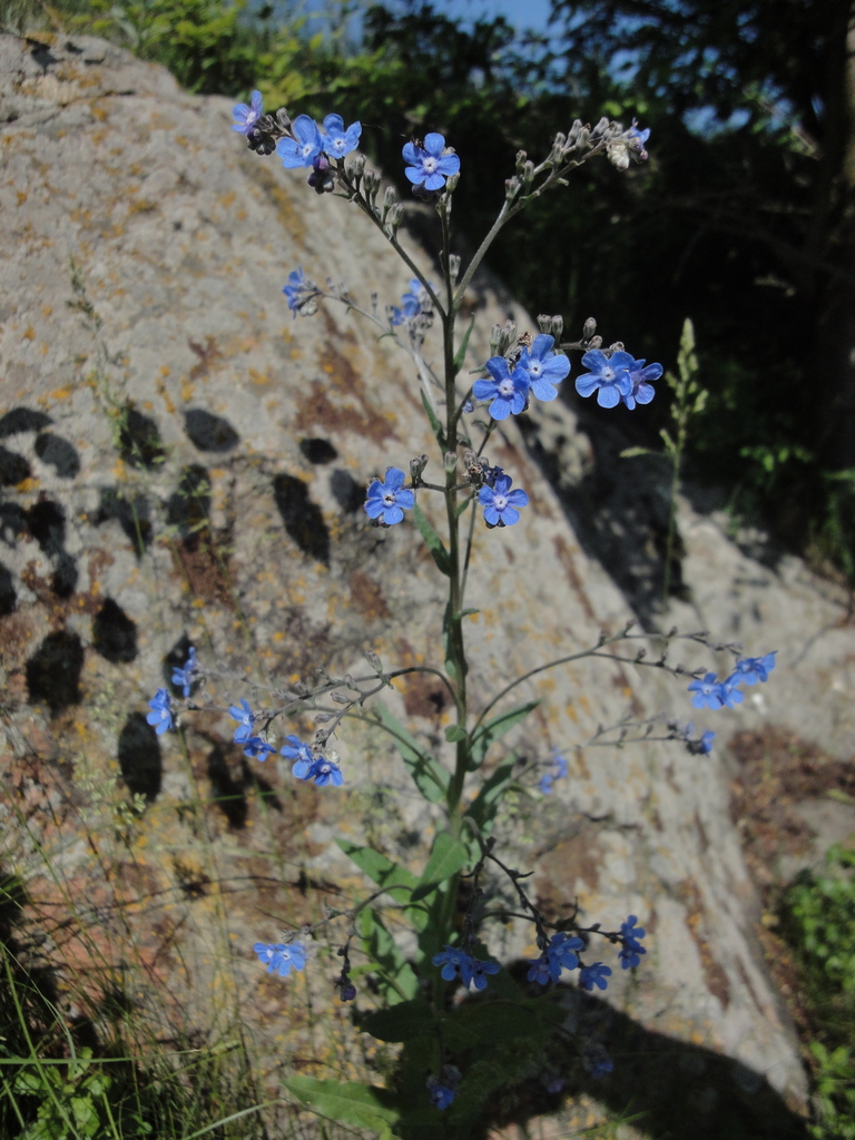 False Alkanet from Тальновский район, Черкасская область, Украина on ...